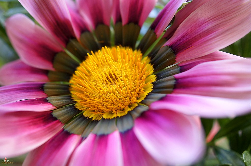 MIFEM - Adventistes-geneve.ch